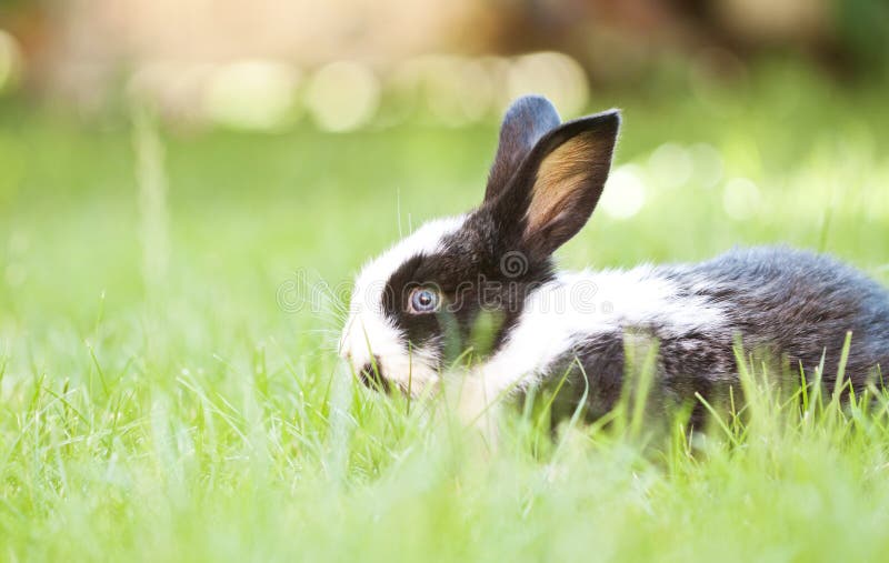 Rabit bunny in the grass stock image. Image of baby, animal - 38173263