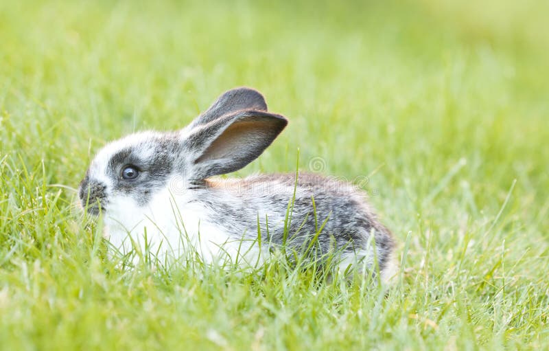 Rabit bunny in the grass stock image. Image of baby, animal - 38173263