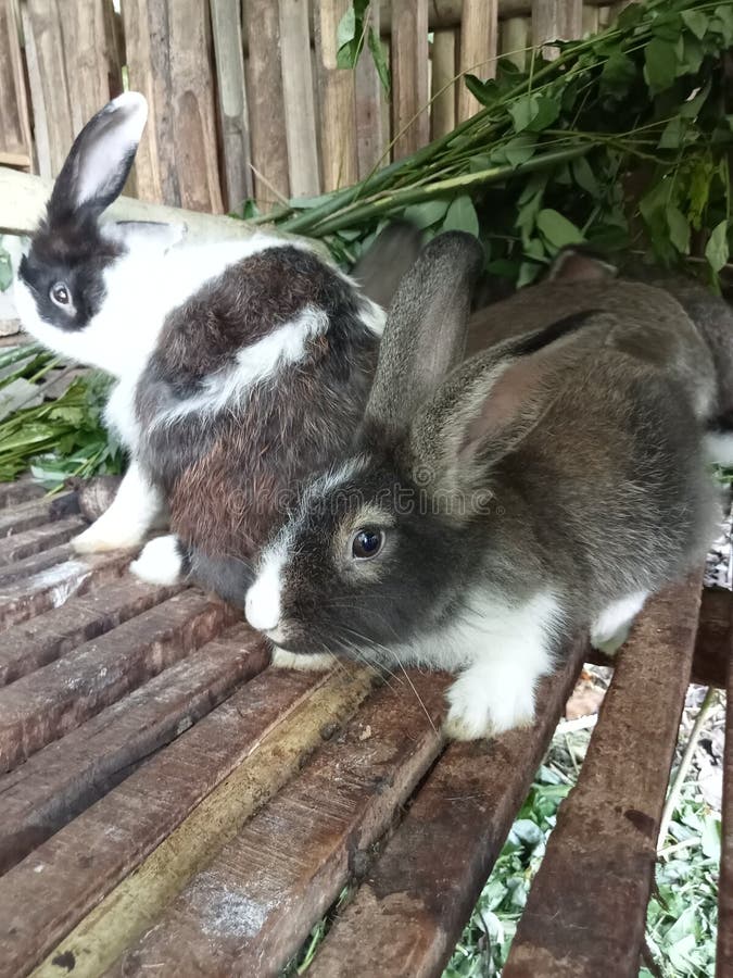 Rabit on combination stock image. Image of deer, gerbil - 243965733