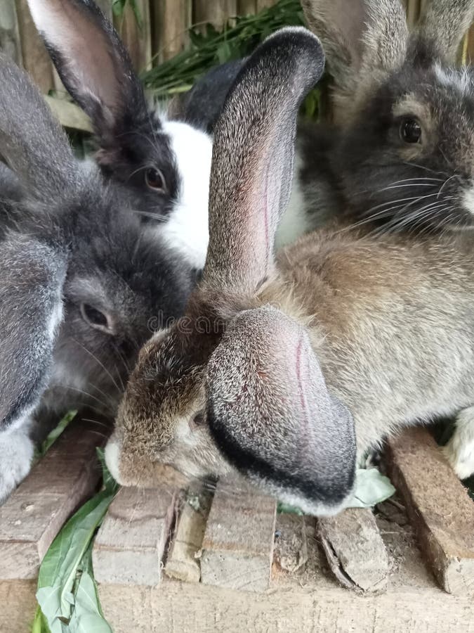 727 Rabit Photos - Free & Royalty-Free Stock Photos from Dreamstime