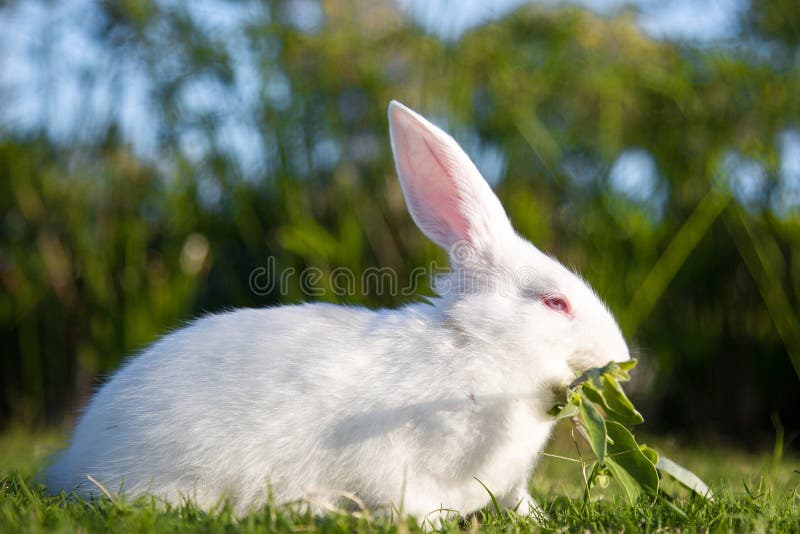 Rabit stock photo. Image of farm, whitecolor, eating - 78844906