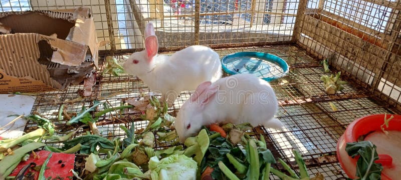Rabit eating vegetables stock image. Image of eating - 277894589