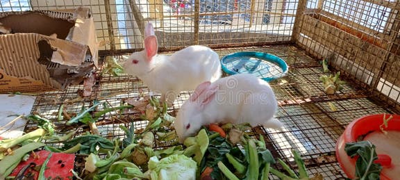Rabit eating vegetables stock image. Image of eating - 277894589