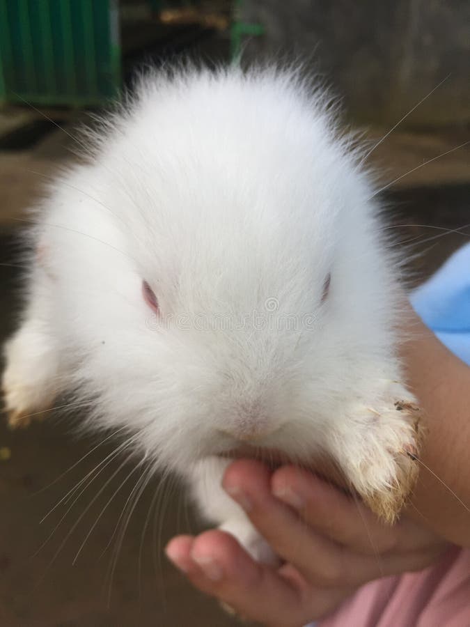 Rabit stock image. Image of rabit, world, animal, cute - 261592043