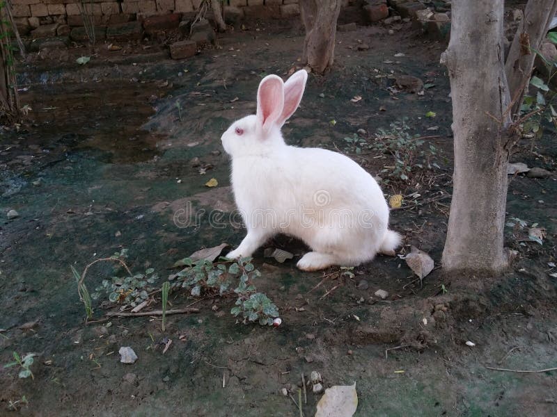 Rabit stock photo. Image of rabit, enjoy, ground, life - 99085322