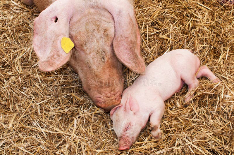 Rabitts stock photo. Image of mammal, little, easter - 31013106