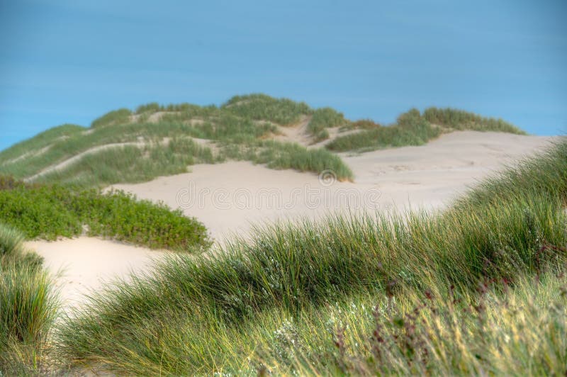 R??bjerg Mile Sand Dunes in Denmark Stock Image - Image of desert ...