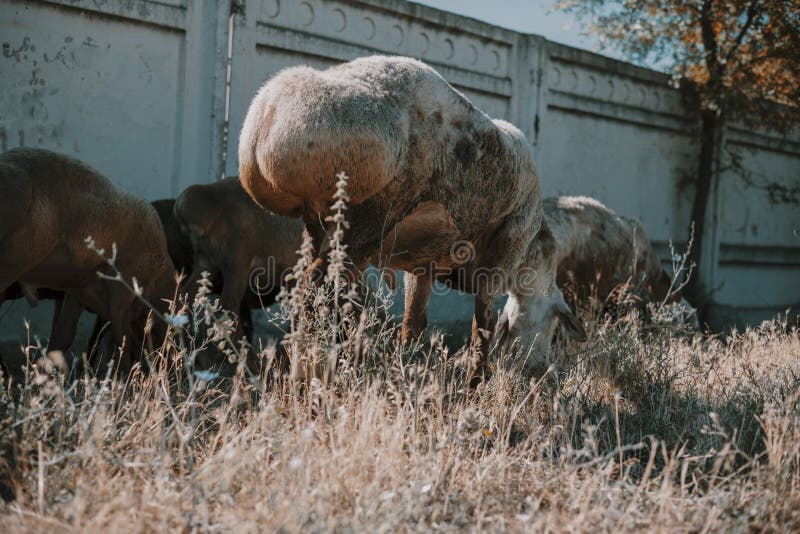 Rabos De Cola Gorda En La Granja . Grasa De Cordero Foto de archivo ...