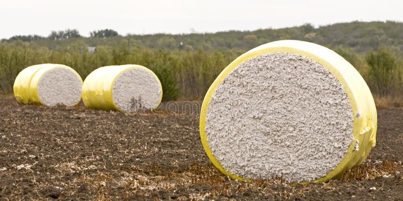 Raccolta del cotone immagine stock. Immagine di agricoltura - 27717979