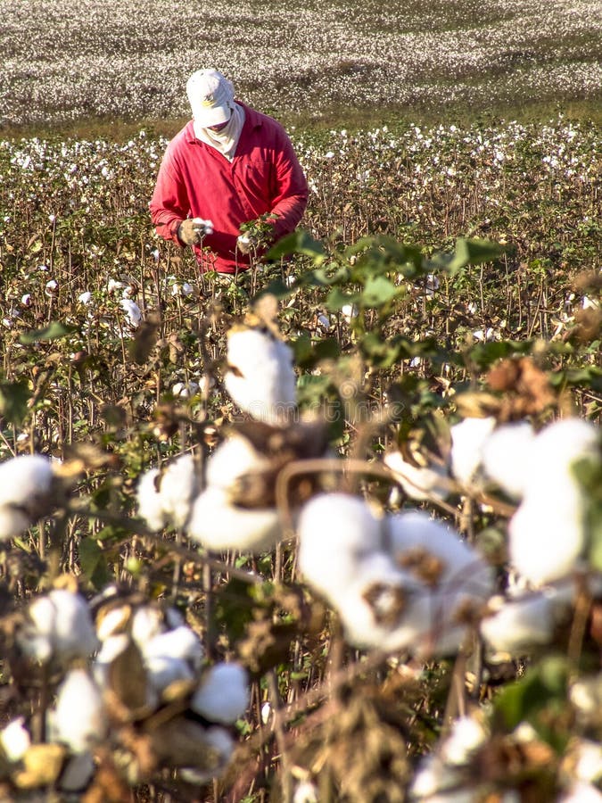Raccolta del cotone immagine editoriale. Immagine di lavoro - 53818705