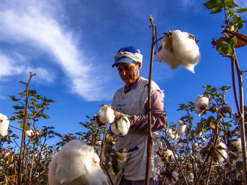 Raccolta del cotone fotografia editoriale. Immagine di file - 91278732
