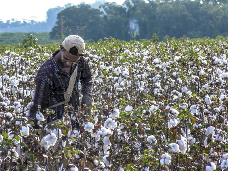 Raccolta del cotone immagine stock. Immagine di closeup - 11060371