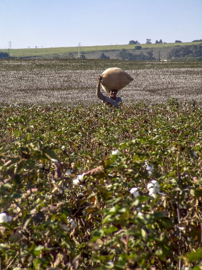 Raccolta del cotone fotografia editoriale. Immagine di paesaggio - 91278692