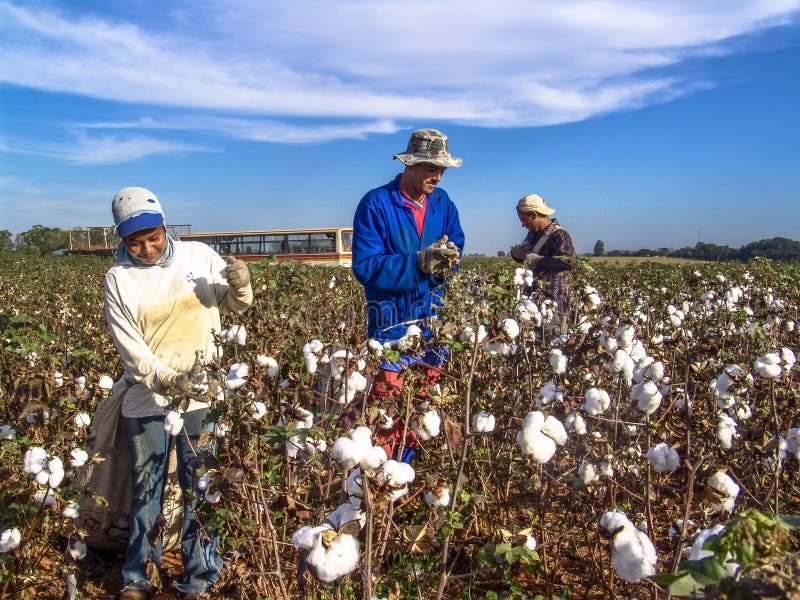 Raccolta del cotone fotografia editoriale. Immagine di combinare - 46358376