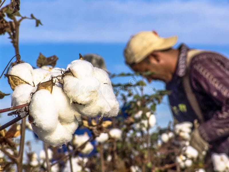 Raccolta del cotone fotografia editoriale. Immagine di paesaggio - 91278692