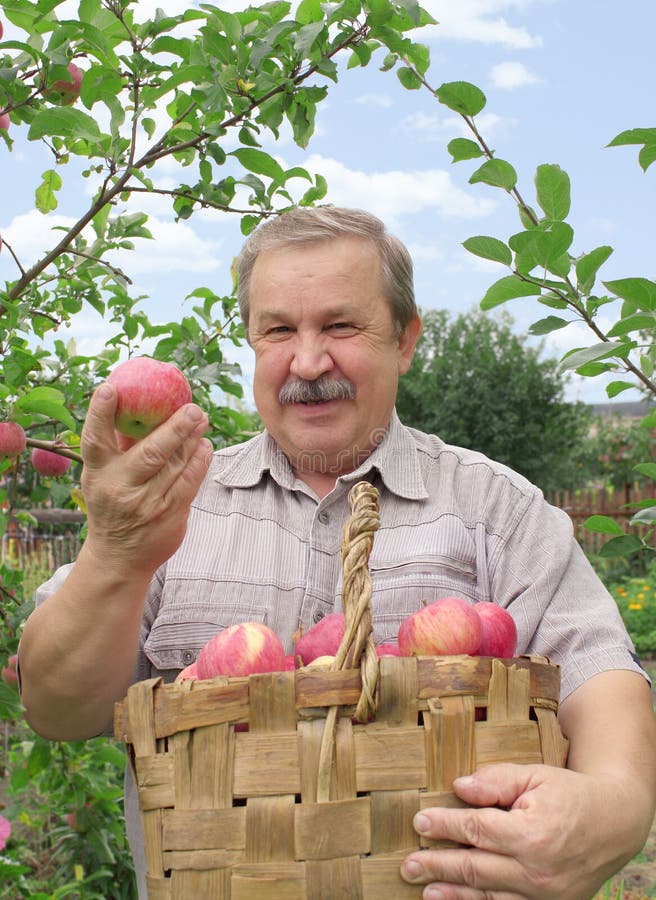 Raccolta della mela immagine stock. Immagine di felice - 10999413