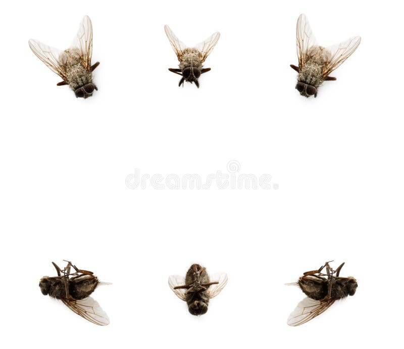 Gruppo Di Mosche Dei Morti, Isolato Immagine Stock - Immagine di ...