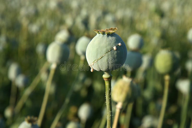 Raccolta Di Oppio Dal Papavero Immagine Stock - Immagine di coltivato ...