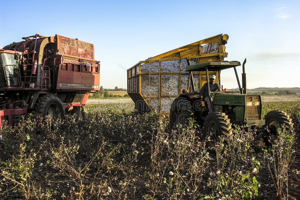 Raccolto del cotone fotografia editoriale. Immagine di raccolto - 40557196