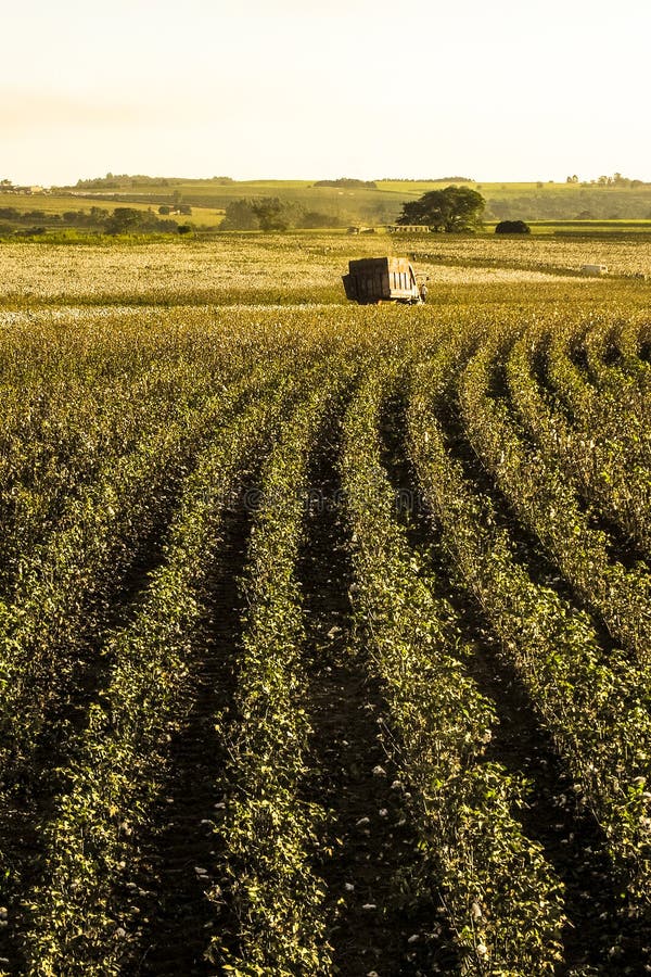 Raccolto del cotone fotografia editoriale. Immagine di fibra - 40557282