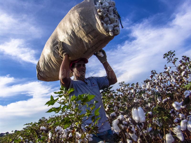Raccolto del cotone fotografia editoriale. Immagine di raccolto - 40557196