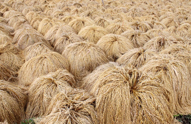 Raccolto del riso in Asia fotografia stock. Immagine di indonesia ...