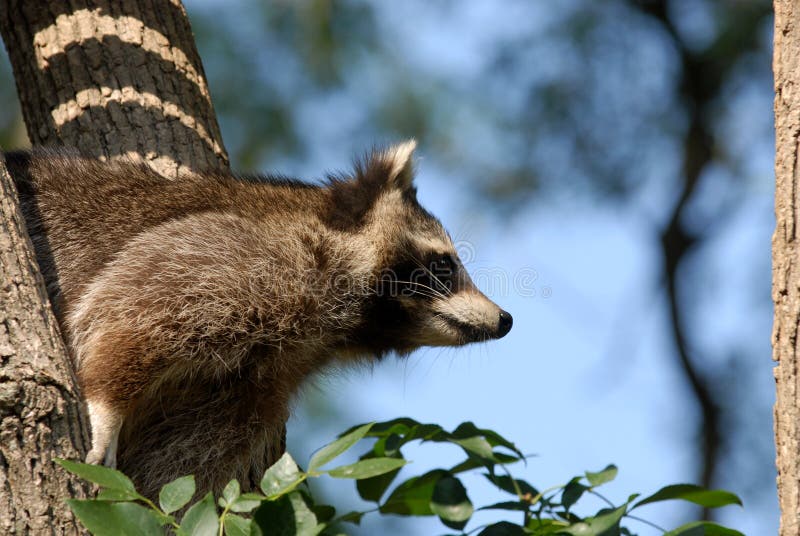 Raccon stock image. Image of wildlife, creature, mask - 17154335