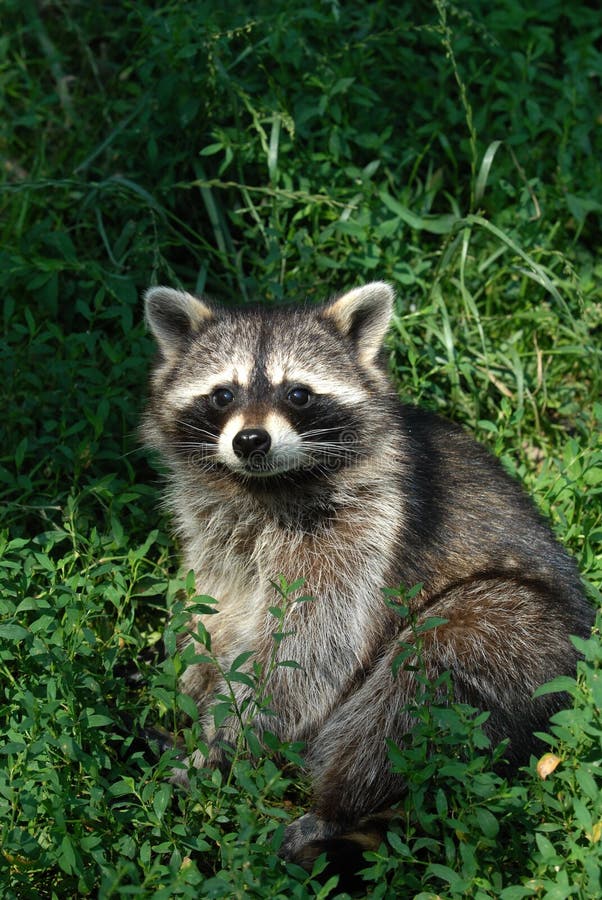 Raccoons stock photo. Image of wildlife, bandits, friently - 4796132