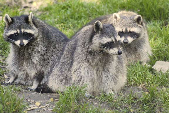 Raccons stock image. Image of fauna, raccoons, pellicccia - 12081407