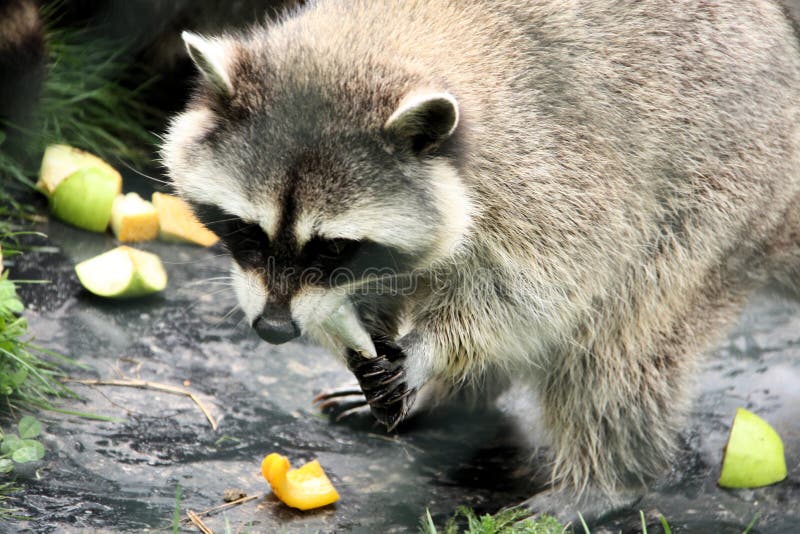 Raccoon stock image. Image of standing, sweet, cute, raccoon - 10570375