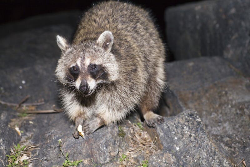 Raccoon stock photo. Image of cute, wildlife, evening - 10708314