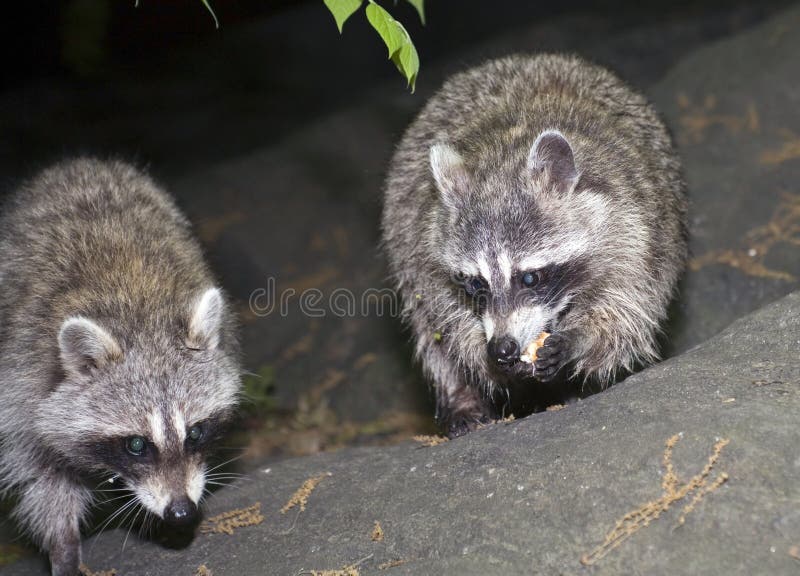 Raccoon screaming stock image. Image of screaming, animal - 18065879