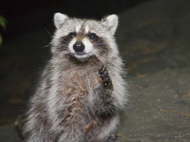 Curious Raccoon in Everglades National Park Stock Photo - Image of ...