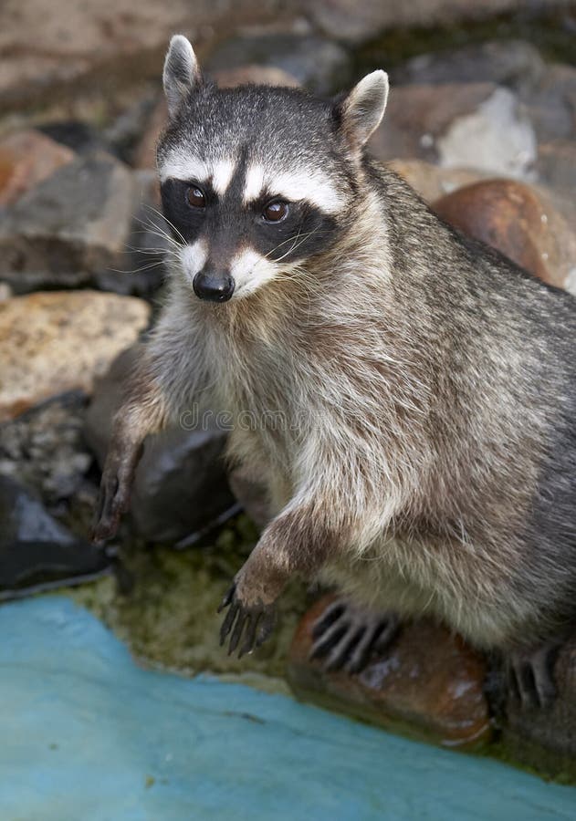 Raccoon stock image. Image of wildlife, bushy, close, racoon - 1107147