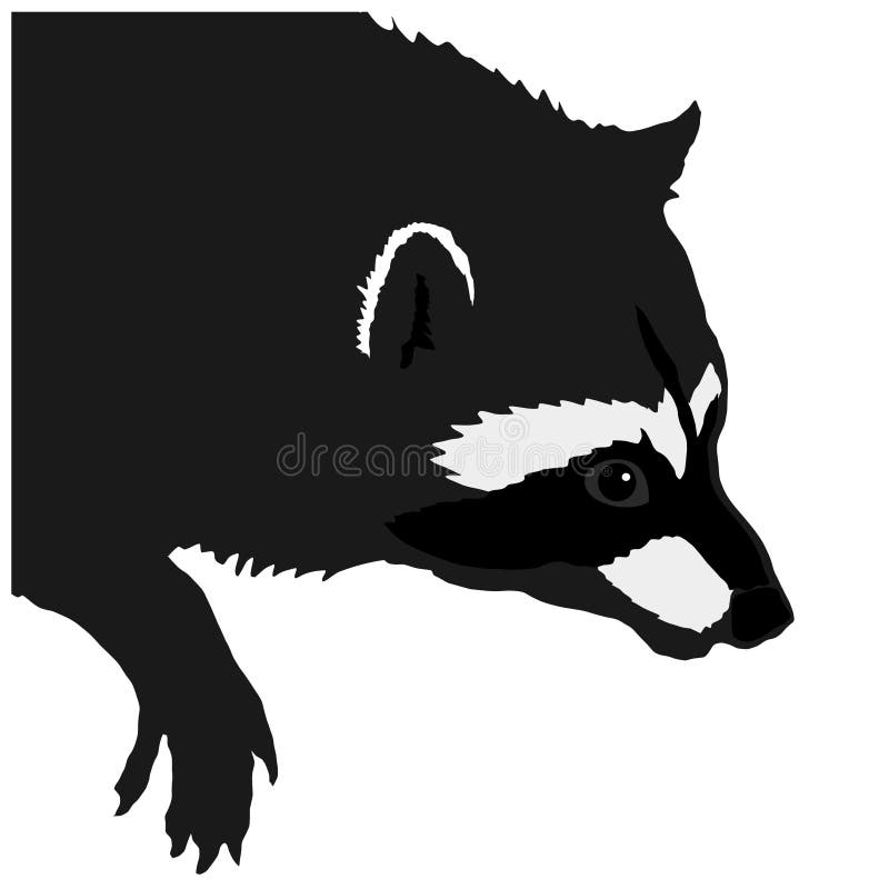 Scared racoon by night stock illustration. Illustration of musicians ...