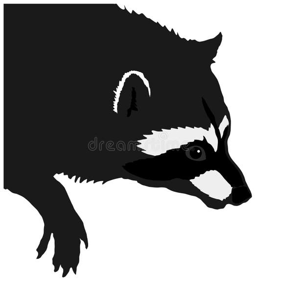 Raccoon Bandit Stock Illustrations – 374 Raccoon Bandit Stock ...