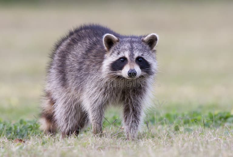 Raccoon stock photo. Image of zoology, rodent, beast - 13581352