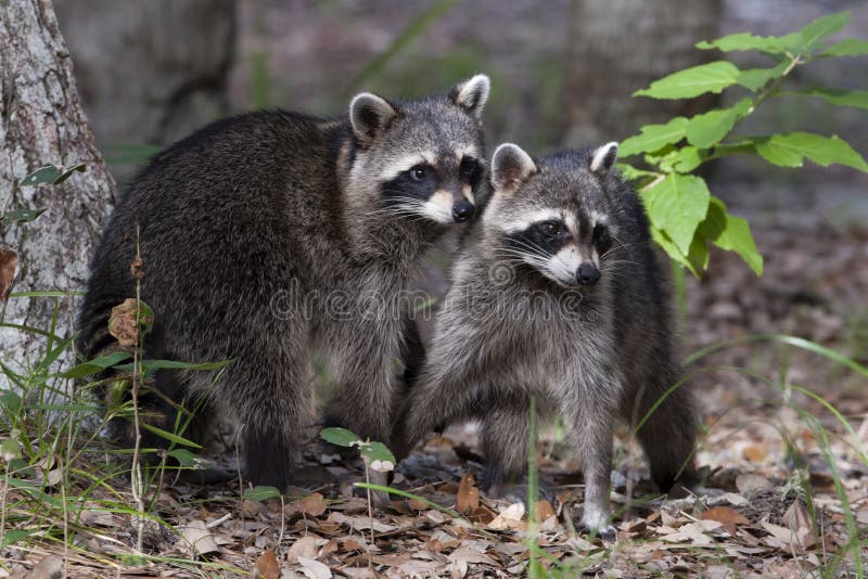 Raccoon stock photo. Image of zoology, rodent, beast - 13581352
