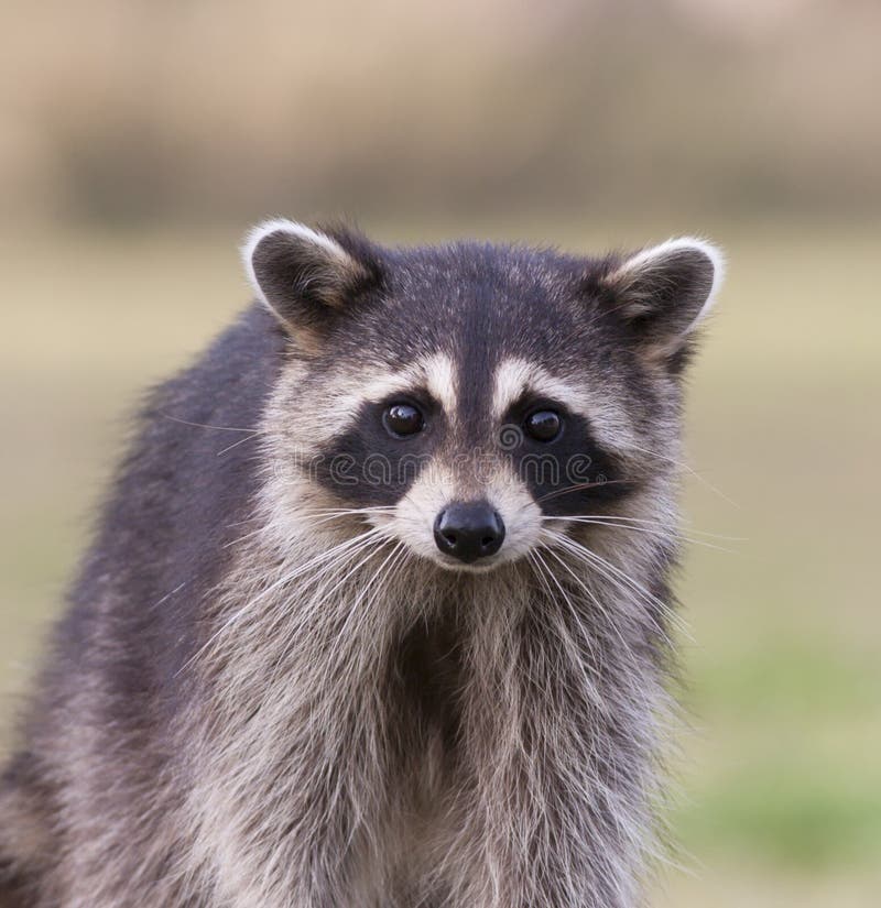 Raccoon stock photo. Image of zoology, rodent, beast - 13581352