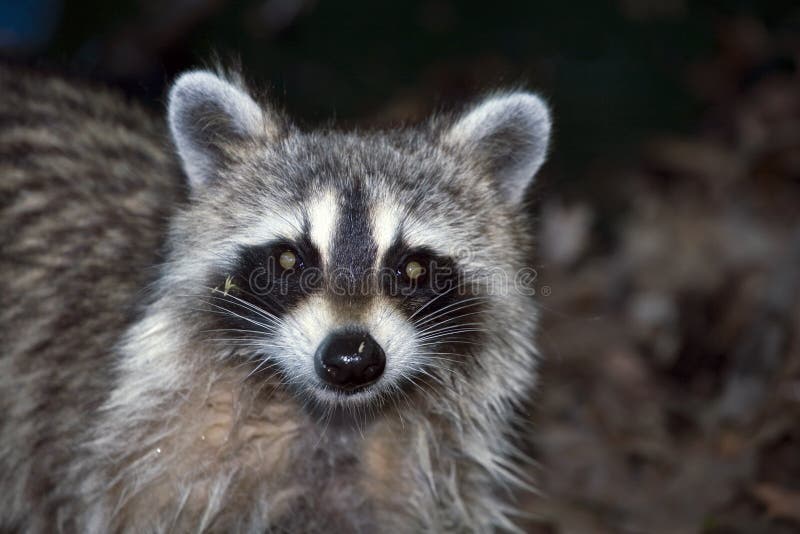 Raccoon stock photo. Image of cute, wildlife, evening - 10708314