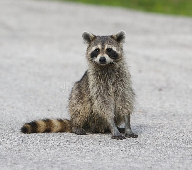 Raccoon stock image. Image of wildlife, street, road - 18148607