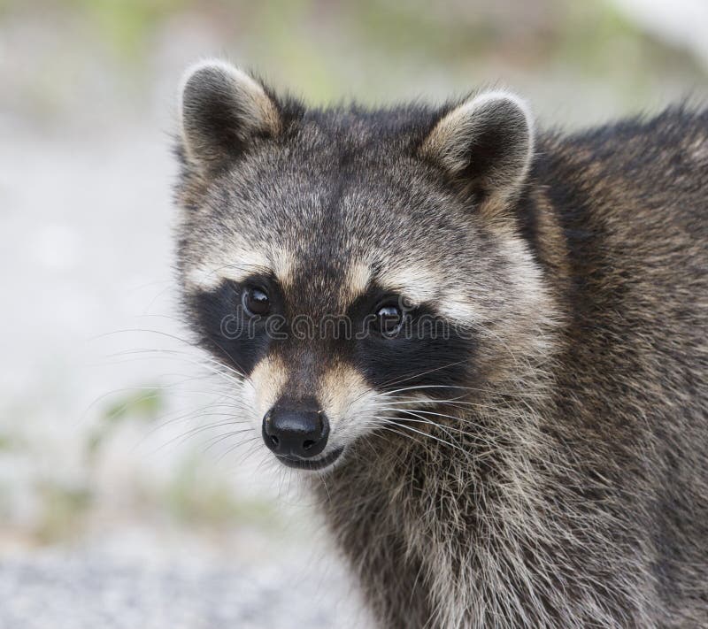 Raccoon stock photo. Image of zoology, rodent, beast - 13581352