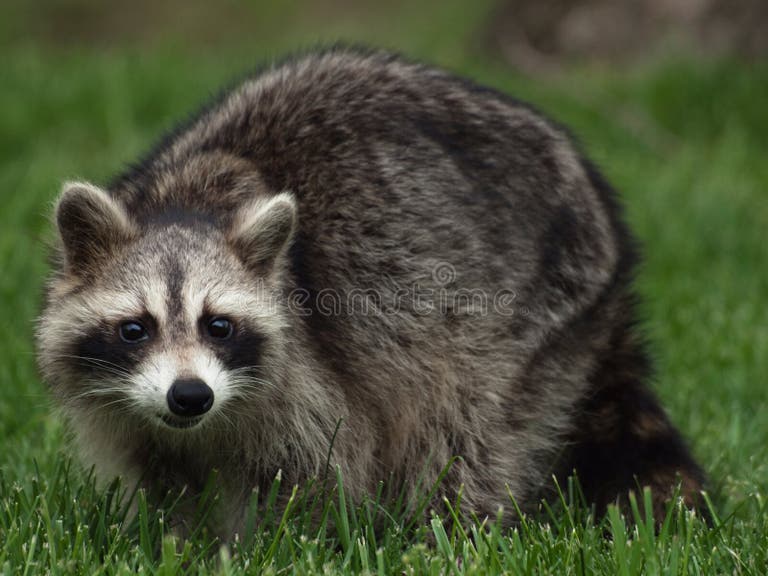 2,071 Raccoon Bandit Stock Photos - Free & Royalty-Free Stock Photos ...