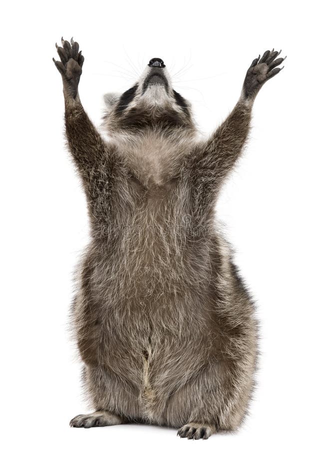 190+ Raccoon Free Stock Photos - StockFreeImages