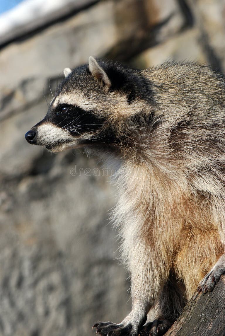 369 Sad Raccoon Stock Photos - Free & Royalty-Free Stock Photos from ...