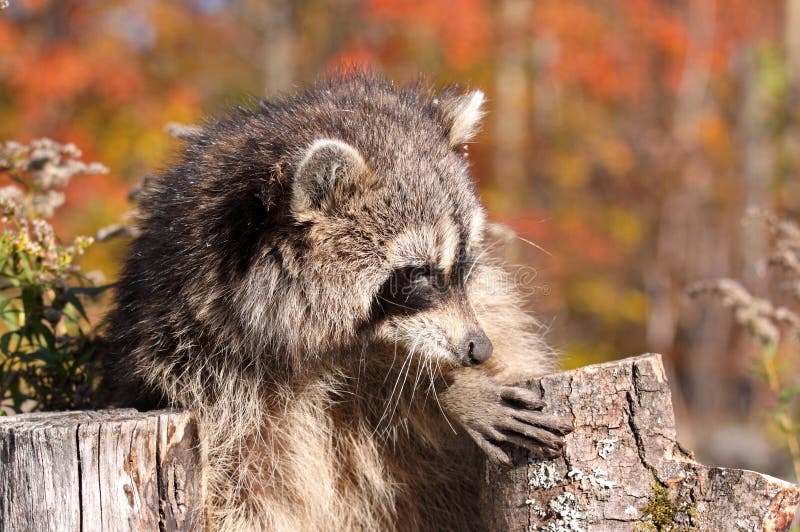 Raccoon stock image. Image of wildlife, mammal, plants - 21784755