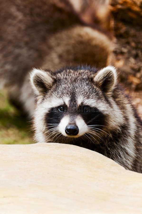 Curious Raccoon stock photo. Image of mask, bandit, tree - 208762