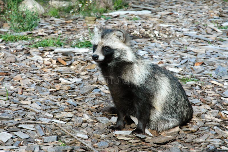 Raccoon stock image. Image of nocturnal, mask, wild, muzzle - 22990761