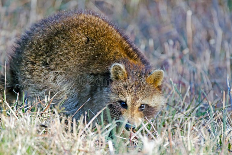 Raccoon Bite Stock Photos - Free & Royalty-Free Stock Photos from ...