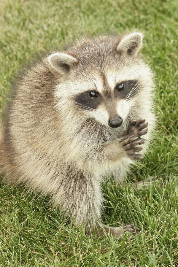 Raccoon stock image. Image of racoon, coon, outdoors - 25653293